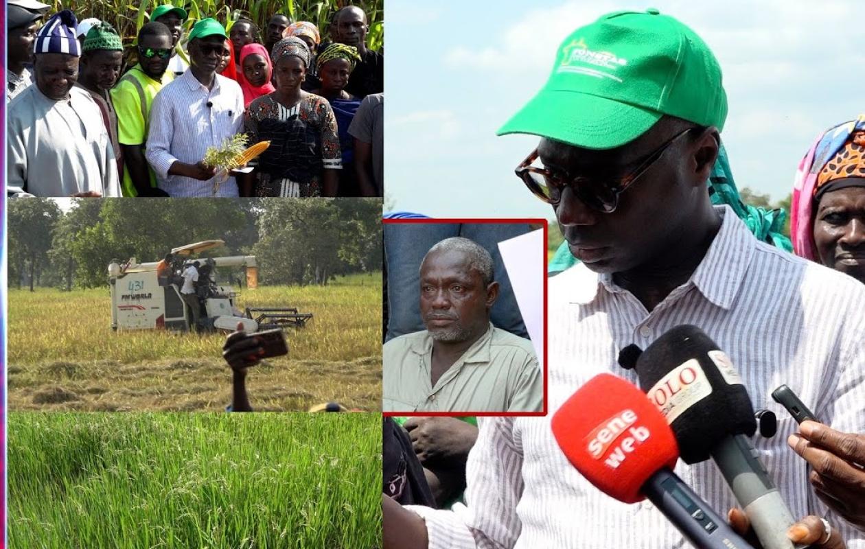 Campagne agricole 2025 : Dr Mabouba Diagne veille au grain | Seneweb