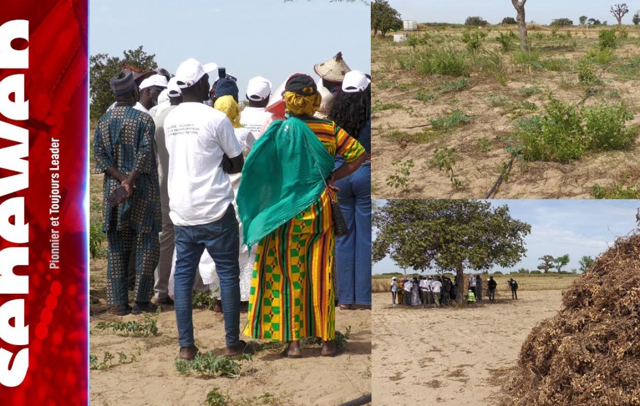 NOTTO DIOBASS : La population réclame la relance du DAC ou l... | Seneweb
