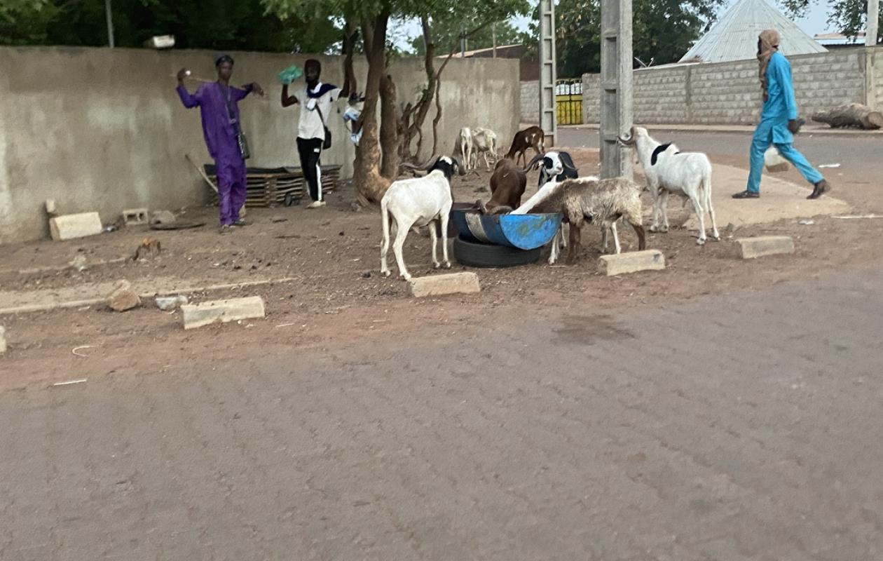 Tabaski 2026 – Le cri du cœur des pères de famille : « Impos... | Seneweb